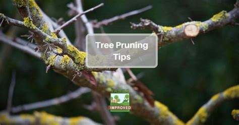 Advice For Tree Pruning Yards Improved
