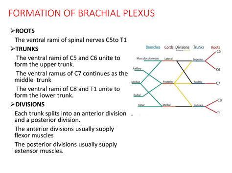 Anatomy Of Brachial Plexus Presentation Pptx