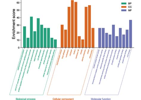 Histogram Of Go Enrichment Analyses Go Enrichment Analyses Of 46 Key