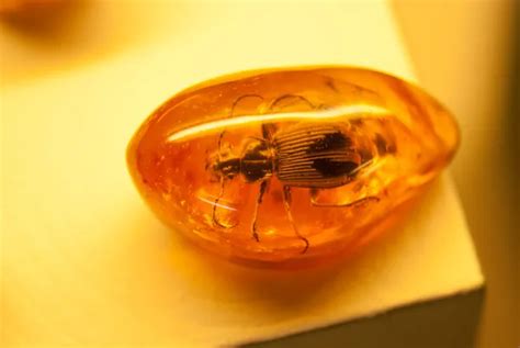 What Is The Oldest Fossil Science Can Check Its Dna