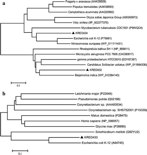 Phylogenetic Tree Of Putative Ketoreductases And Other Selected Download Scientific Diagram
