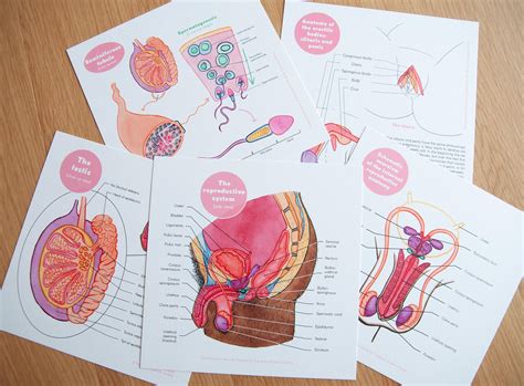 Penis Anatomy Digital Education Set • Sexual Health Education • The