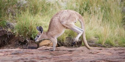 Kangaroo Tails Act As A ‘fifth Limb Making Them One Of The Only