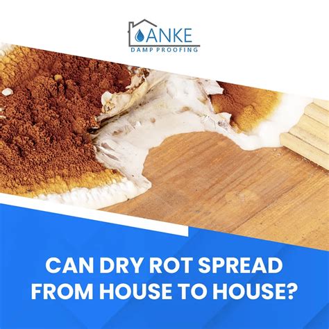 Can Dry Rot Spread Between Homes Find Out Now