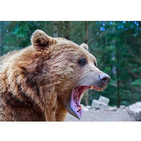 The Terrible Bear Attack On Alan Precup Scary Bear Attacks Podcast