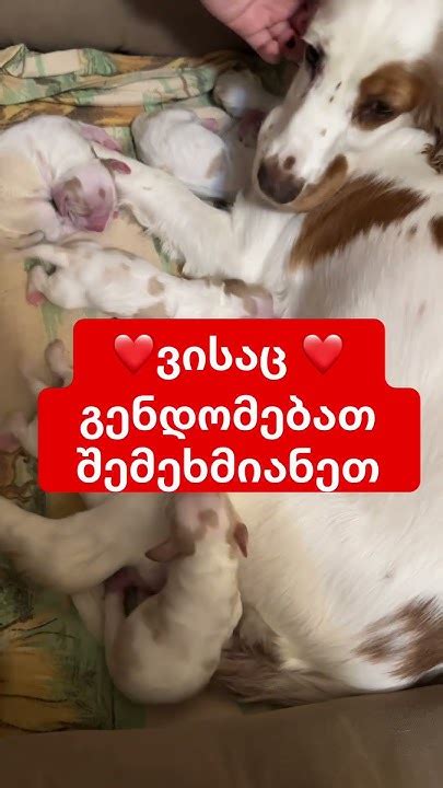 ტაისონი შვიდი შვილის მამა გახდა ️🐶 Youtube