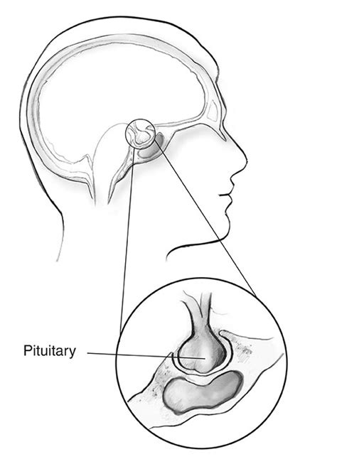 Pituitary Gland Testing