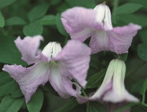 Viticella Betty Corning Clematis Vines Donahues Greenhouse