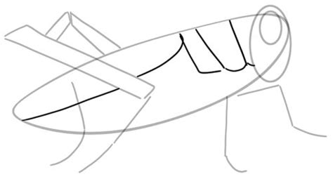 Grasshopper Drawing Create An Intricate Grasshopper Sketch Grasshopper Drawing Create An Intricate Grasshopper Sketch