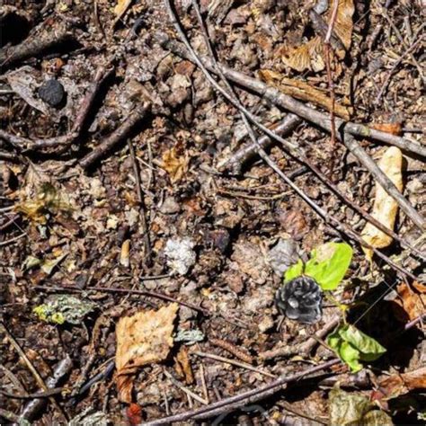 Coco Generated Pinecones Dataset Kaggle