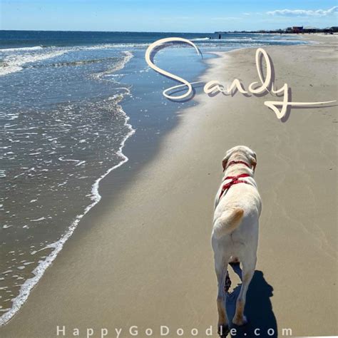150 Summer Dog Names ☀️ As Warm As Sunshine Happy Go Doodle®