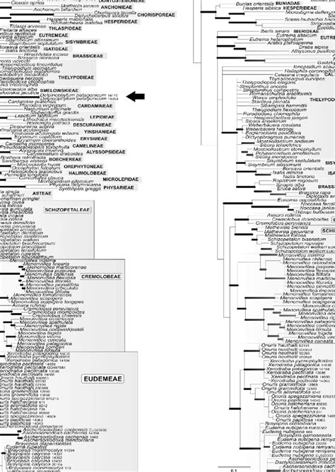 bayesian 50 majority rule consensus tree from 12 002 trees generated