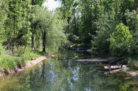Knielinger See Karlsruhe Der Federbach Am Knielinger See Im Sommer Wochenblatt Karlsruhe