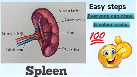 Spleen Drawing