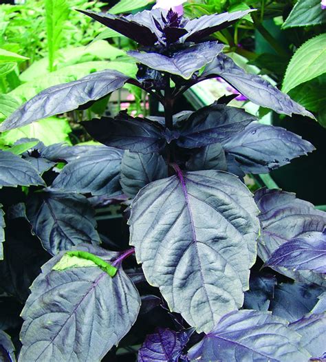 როგორ გადაიქცა ჩვენებური რეჰანი მოდურ ბაზილიკად კვირის პალიტრა