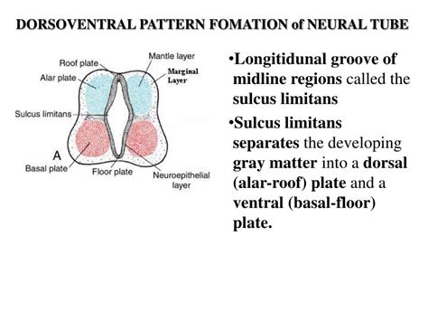Sulcus Limitans