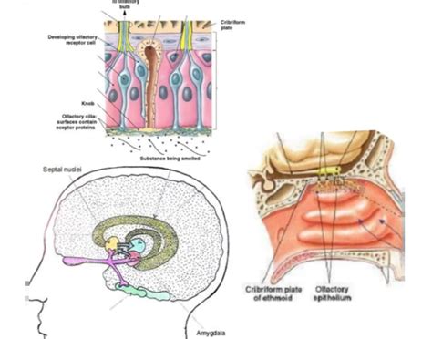Olfactory Systems Quiz