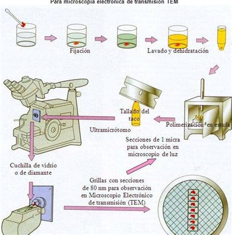 Cuántos Pétalos Tiene Un Girasol
