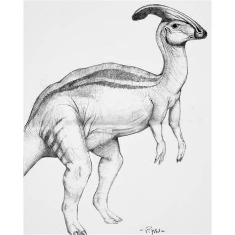Parasaurolophus Drawing