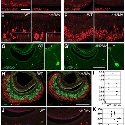 Nanostring Gene Expression Analysis A Counts For Each Of The Nine Download Scientific Diagram