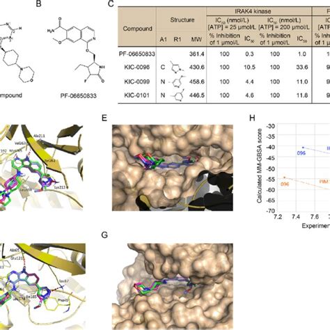 Kic Compounds Are Selective Inhibitors Of Both Irak4 And Pim1 Kinases