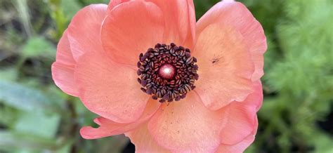 Frequently Asked Questions — Dr Todd Disney