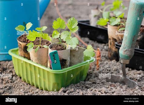 Planting Out Parsnip Seedlings That Were Grown From Seed In Toilet Roll Tubes To Aid Germination