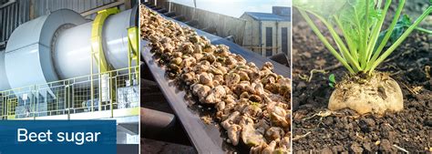 Cleaning Processes In Beet Sugar Production
