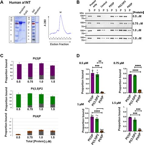 Human V Atpase A Subunit Isoforms Bind Specifically To Distinct