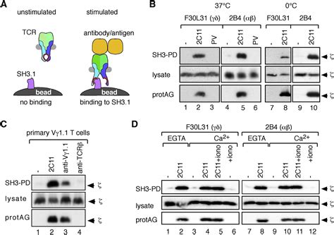 The CD Conformational Change in the γδ T Cell Receptor Is Not Triggered by Antigens but Can Be