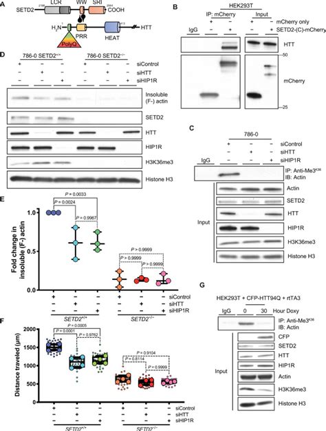 The Huntingtin Interacting Protein Setd2 Hypb Is An Actin Lysine Methyltransferase Abstract