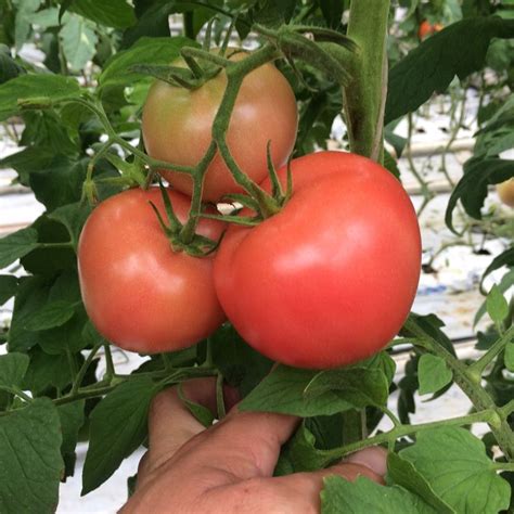 Томат Сапфир F1 (1625 F1) - Lark Seeds купить с доставкой по почте