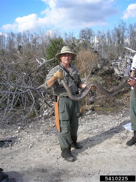 Pythons Genus Python Daudin 1803 Pythons Genus Python Daudin 1803