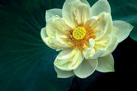 单只花朵图片单只花朵素材单只花朵高清图片摄图网图片下载