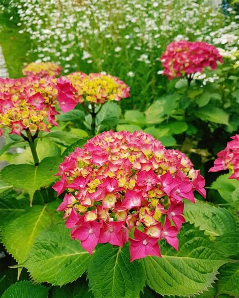 Are You Supposed To Cut Back Hydrangeas Learn Why Plants Craze