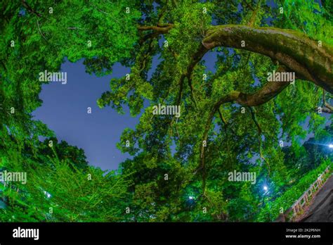 The Great Tree Wow