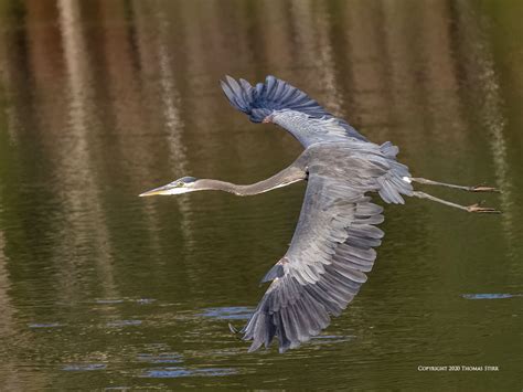 Using Bird Detection Ai Small Sensor Photography By Thomas Stirr