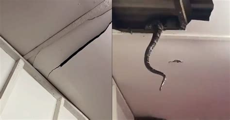 Family Hears Footsteps On Ceiling Finds 2 Huge Pythons Having Sex Life