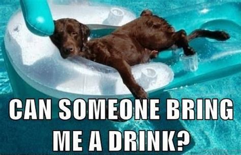 Funny Pool Memes At Kiara Corlis Blog