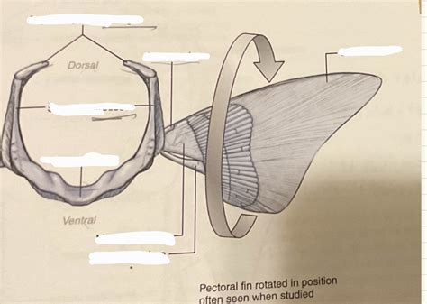 Shark Pectoral Fins Diagram Quizlet