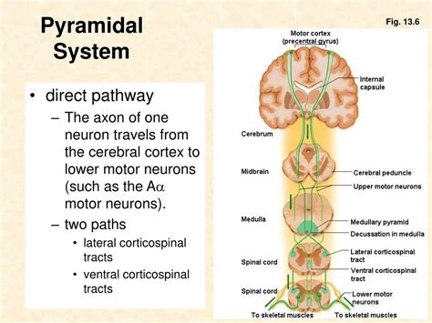 Extrapyramidal Tract
