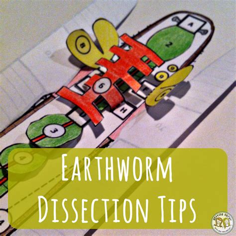Dissection And Lab Tips For Secondary Classrooms Getting Nerdy Science