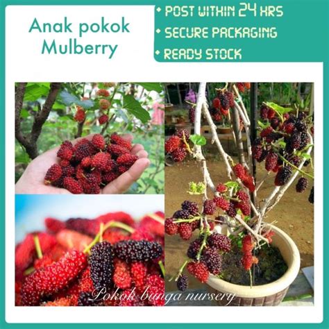 PBN - anak pokok mulberry - pokok bunga nursery mulberi berbuah lebat ...
