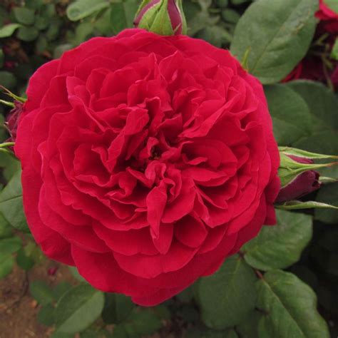 Rose 'Tess of the D'Ubervilles' David Austin from Belmont Nursery