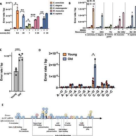 The Error Rate Of Transcription In Genetically Engineered Worms And Download Scientific Diagram