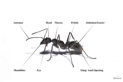 Ant Trail My Journey With Ants