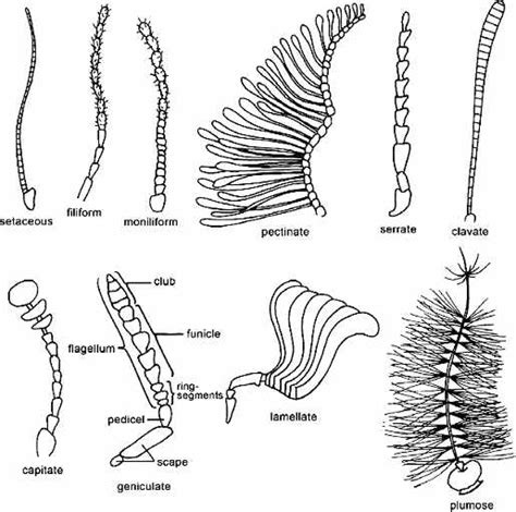 Entomology For Babes Antenna