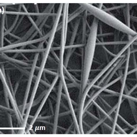 Porous structures in the scanning electron microscopy (SEM) images of... | Download Scientific ...
