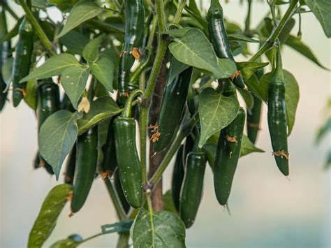 The Serrano Pepper Plant Care Guide