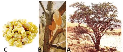 A The Frankincense Tree B Extract The Frankincense From The Tree